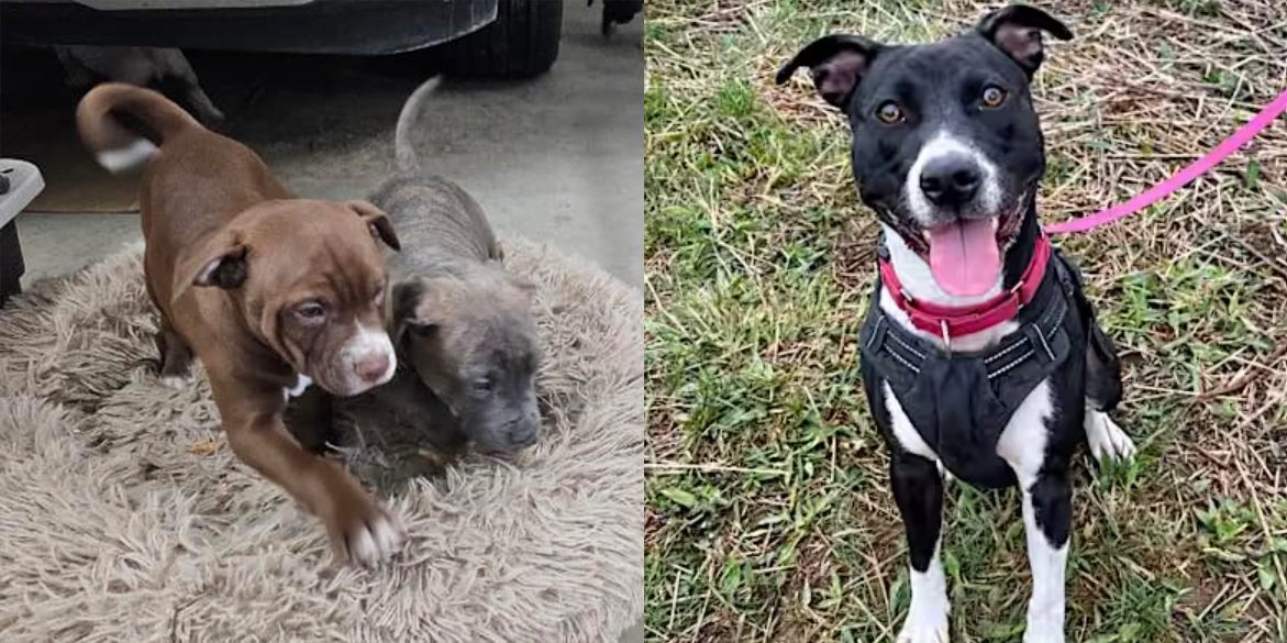 Saving Animal Lives While Streamlining Operations: Orphans of the Storm ...