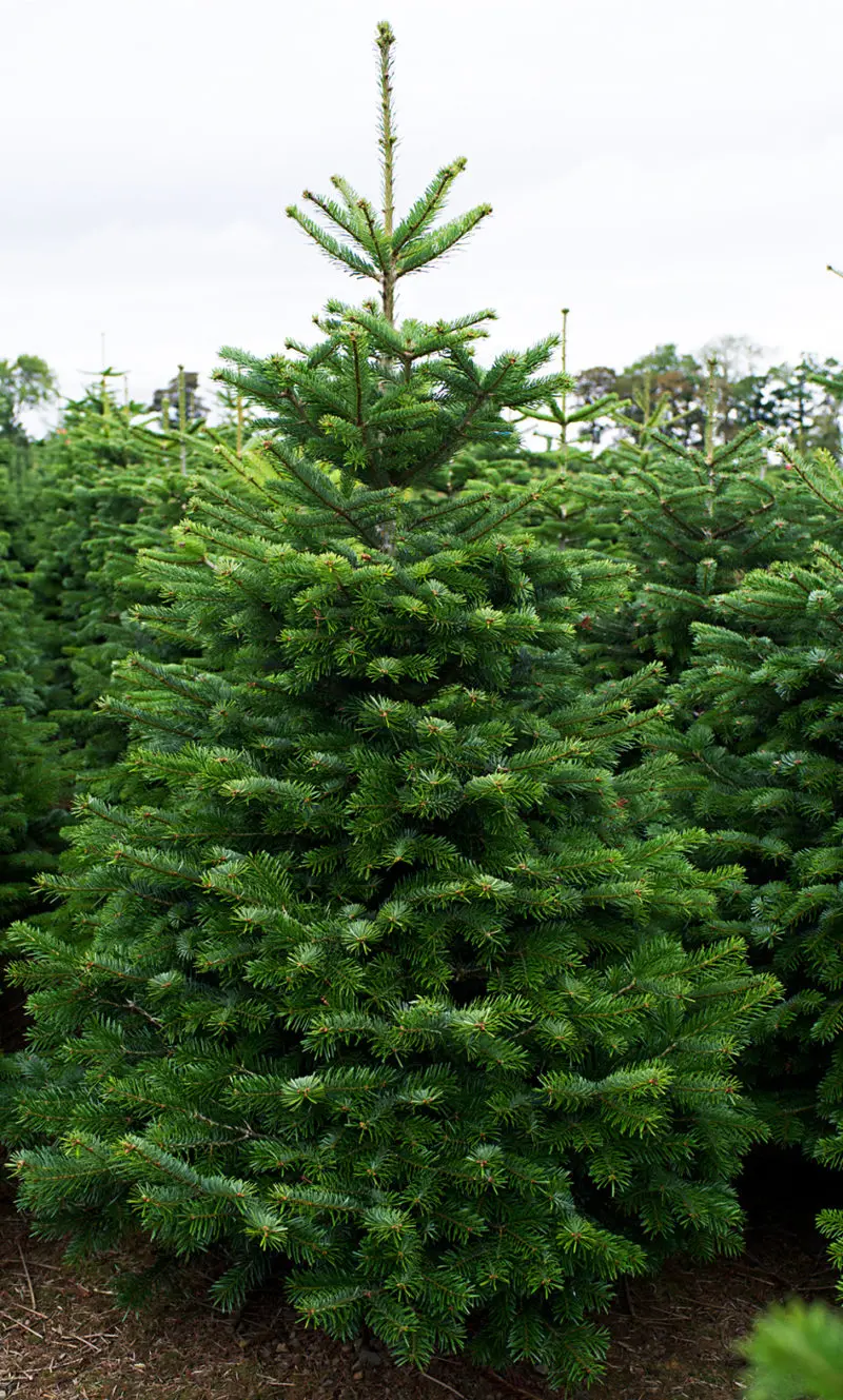 How To Replant Your Christmas Tree - UK Christmas World