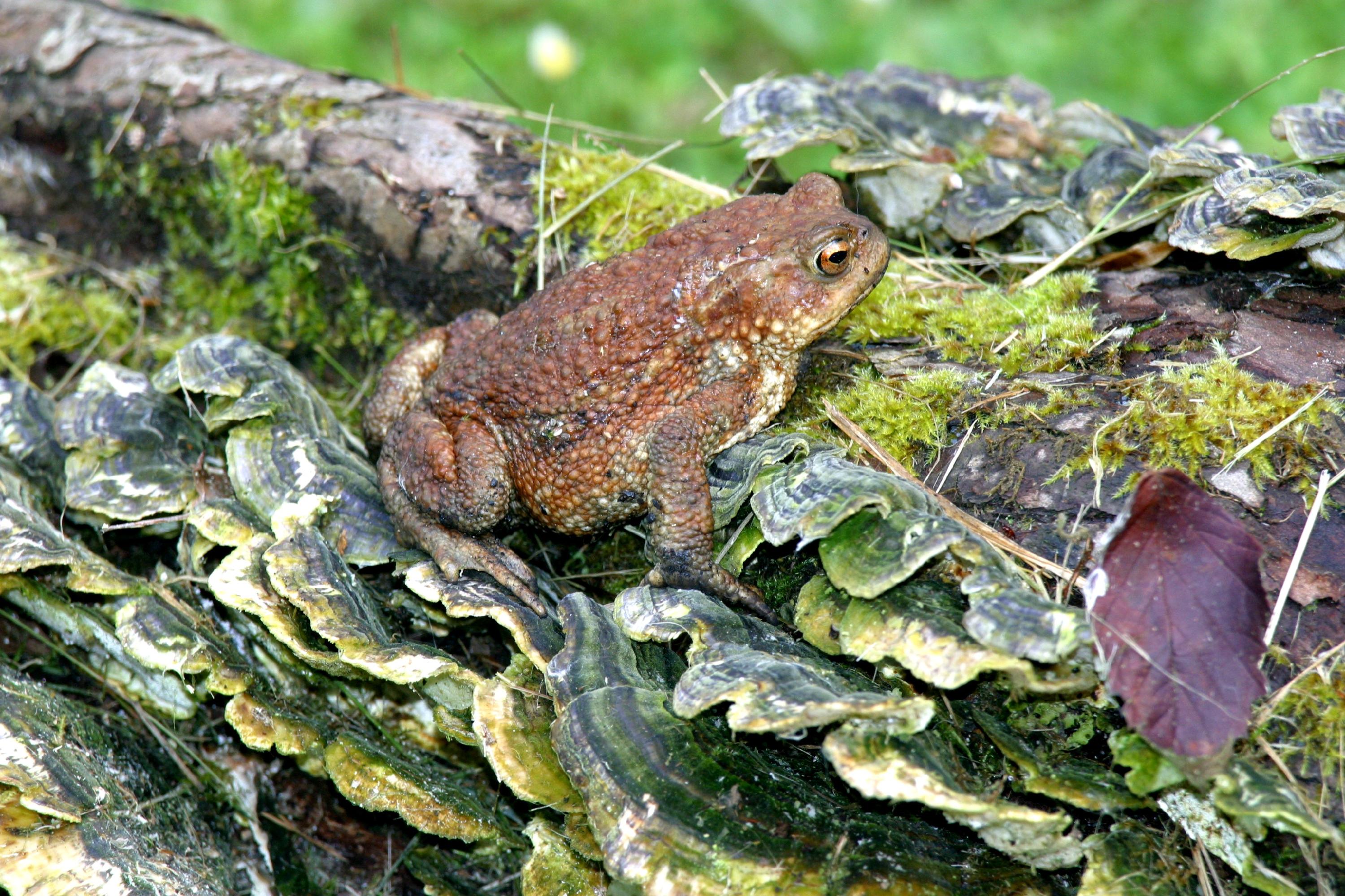 Species of Amphibian in Cornwall - Wildlife Information Service