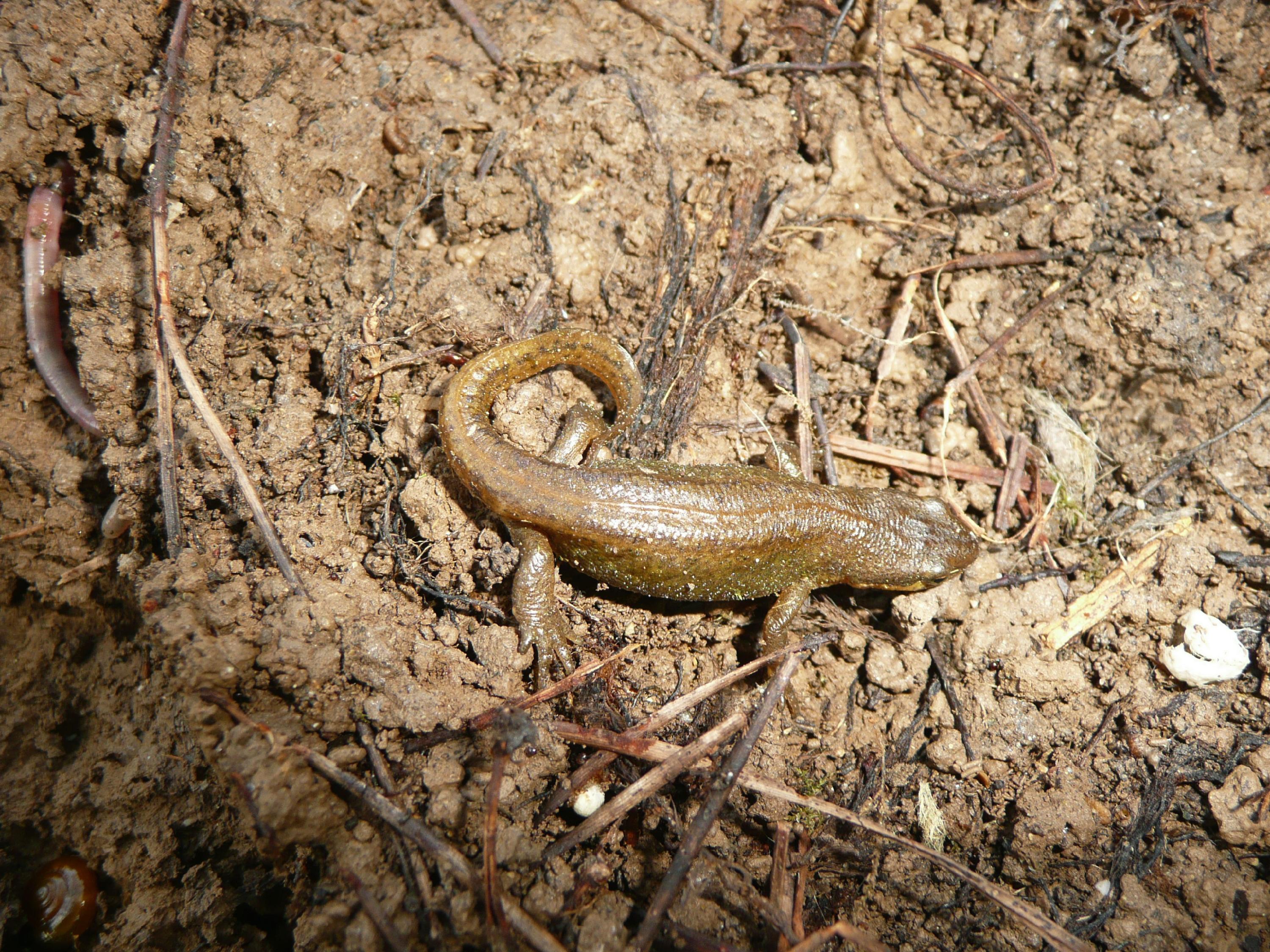 Species of Amphibian in Cornwall - Wildlife Information Service